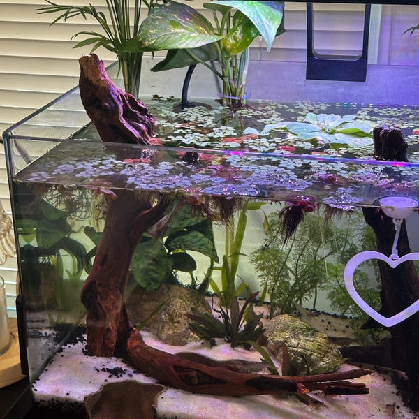 Nano Hardscape Setup: Beach Stones and Pebbles | Aquarium Aquascape ...
