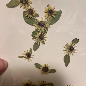 Pressed Flowers Sunflower5 Pcs/packpressed Flowers Large - Etsy