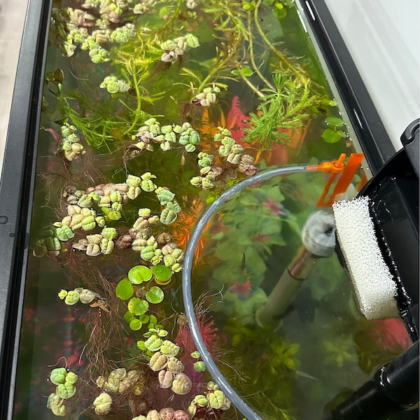 BUY 2 GET 1 FREE Hornwort-coontail (ceratophyllum Demersum)-easy Live ...