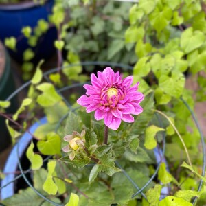 Ranunculus Tecolote Passion Collection 20 Corms - Etsy