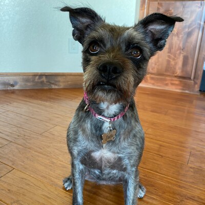 Personalized Dog ID Tag With Cut Out Dog Paw, Dog Name Tag, Dog Bone ...