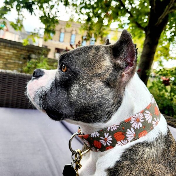 Poppy Flowers Adjustable Dog Collar, Poppy, Dog Collar, Dog Collars ...