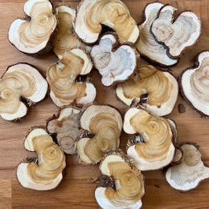 1 Extra Large Solid Elm Wood Slice 21 Inch Elm Slices Elm Elm Circles ...