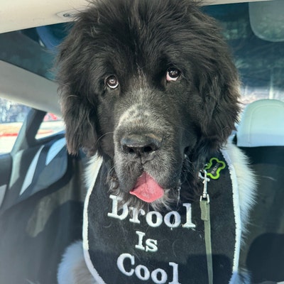 St Bernard Dog Bib ,large Drool Bib, Slobber Dog Bib , Large Breed Dog ...