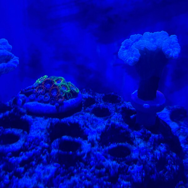 Bicolor Frogspawn Coral Frag Saltwater Aquarium Corals - Etsy