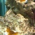 Live Frag Purple Fauchea Macro Algae Marine Saltwater Plant Reef ...
