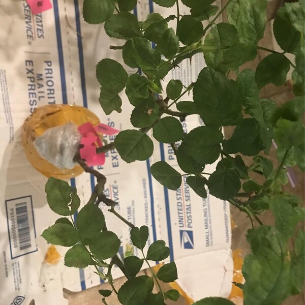 Rare Rose Juice Splash 果汁飞溅 Rainbow Flower 1 Gallons. - Etsy