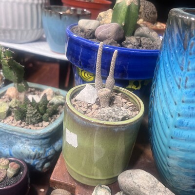 Hildewintera Colademononis Monkey Tail Cactus Seeds Super Furry Hybrid ...