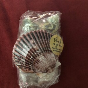 Mixed White Seashells Beach Wedding Decor Sea Shells Assorted | Etsy