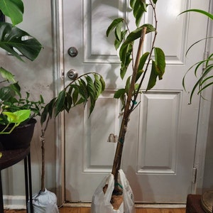 HUGE 5' Dwarf Grafted 'little Cado' wurtz Tree - Etsy