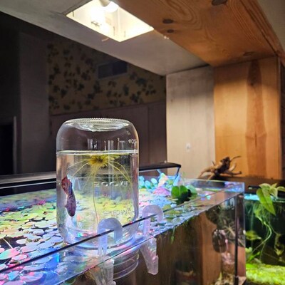 Adjustable Betta Hoop Betta Olympics Training Beginner - Etsy