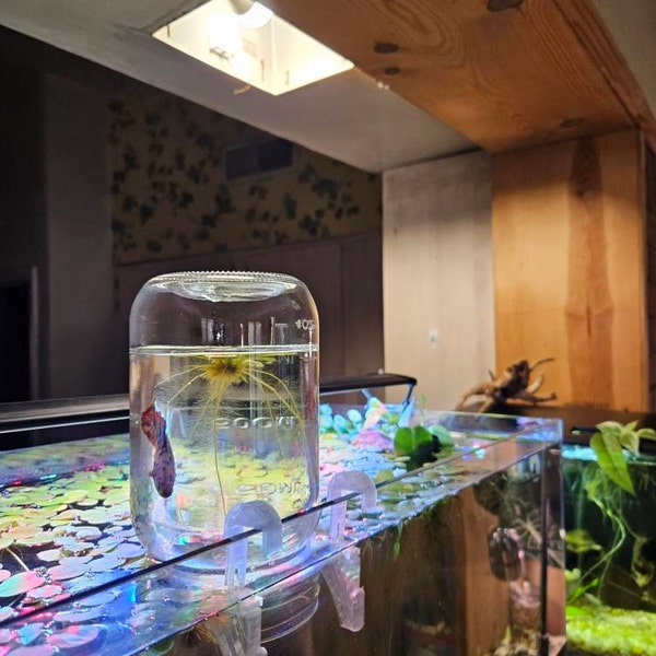 Aquarium Inverted Tank Holder / Betta Penthouse Option of Jar - Etsy