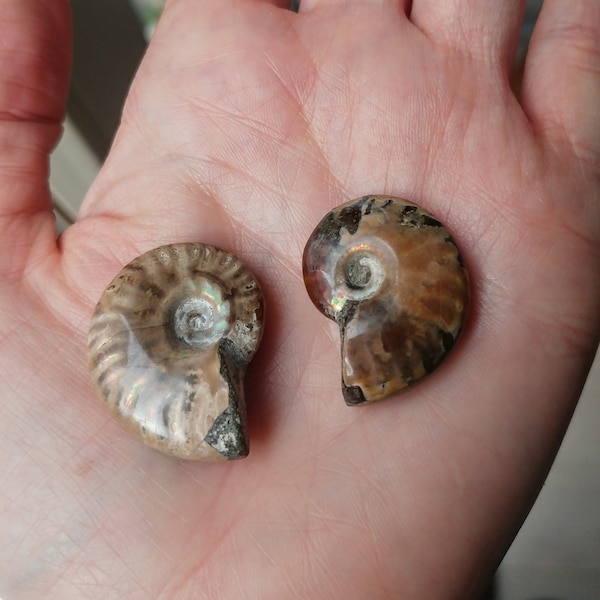 Ammonite Crystal Shell (1) Raw Crystal Fossil ONE Ammonite Fossil ...