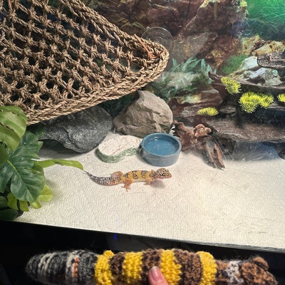 Crochet Leopard Gecko Pattern Amigurumi Lizard Pattern - Etsy