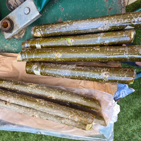 5 Bele Abelmoschus Manihot Edible Hibiscus Tonga Spinach Cuttings From ...