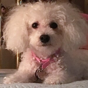 Rhodesian Ridgeback Cuff Bracelet & Lion. Vintage Style - Etsy