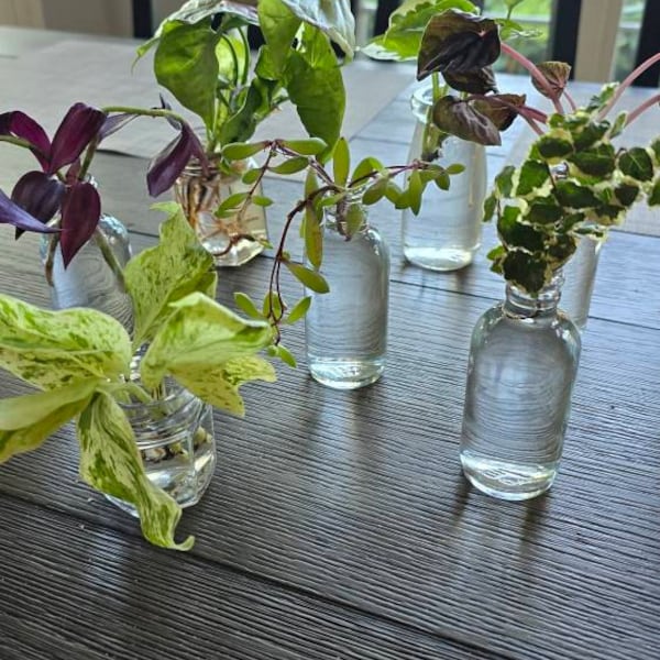 Mixed Set of 3 Propagation Jars - Plants, Houseplants, Clipping ...