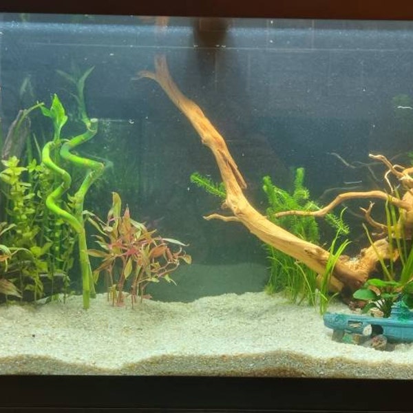 Elodea Densa Aquarium Aquatic Tropical Live Fish Tank Plant Plants ...