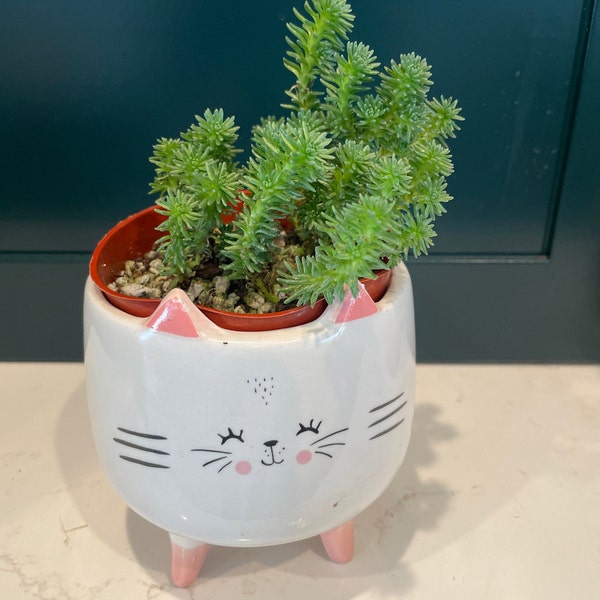Mini Joshua Tree Succulent 4" Pot Thick and Full - Sedum Multiceps ...