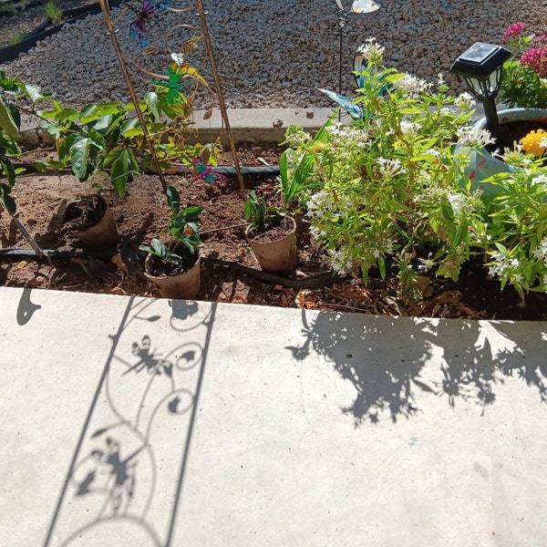 Orange Bignonia Crossvine Plant "tangerine Beauty" Crossvine- Rooted ...