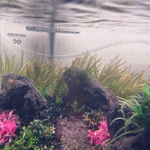 4 Micro Bucephalandra Plants Live Aquarium Plants Free S/h Live Aquatic ...