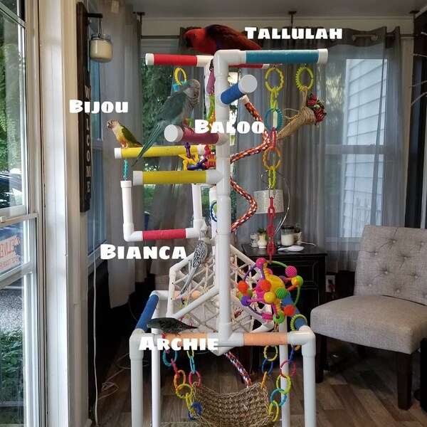 THE ULTIMATE INDULGER: Fun Play Gym and Play Stand for Amazons ...