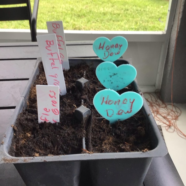 Sycamore Tree Sapling, Sycamore Tree, Sycamore Plant, Live Plant ...