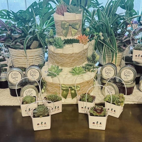 Mangave Maverick, Agave Hybrid, Agave X Manfreda, White Ceramic Pot, 4 ...