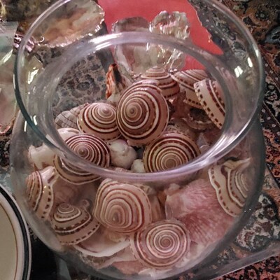 White Pearl Turbo Shells 1.5 2 6/12 PCS Beach Decor Weddings Seashells ...