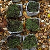 Red Creeping Thyme Live Starter Plant - Etsy