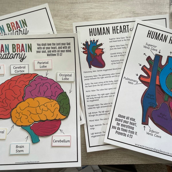 Heart Anatomy Printable Activity, Human Body Game, About Me, Heart ...