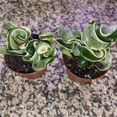 Variegated Hoya Compacta Variegated Hindu Rope Hoya - Etsy