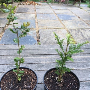 Flowering Dogwood Tree Seed Grow Kit The Jonsteen Company | Etsy