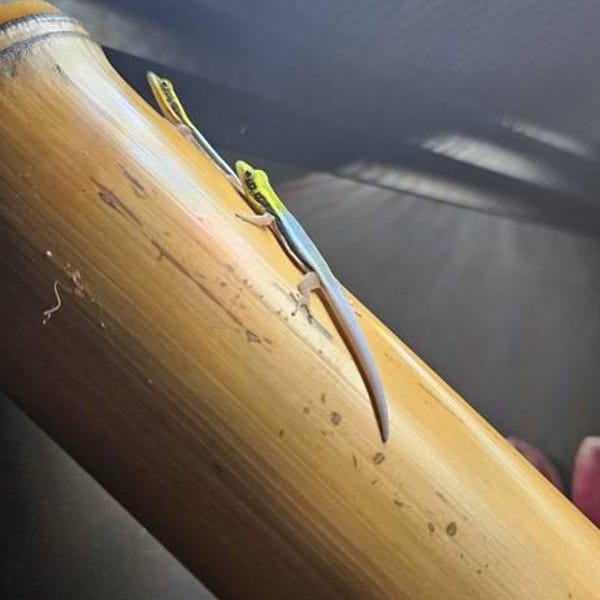 1" Fresh Cut Bamboo - Choose From 1 to 8 Feet Long - Etsy