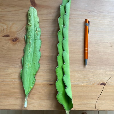 Flame Tree Seed Pods - Etsy