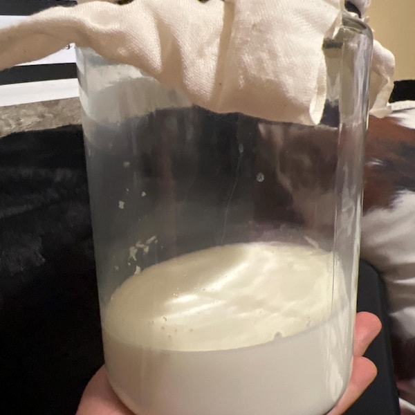 Milk Kefir Grains Raw Live Organic Local Farm Homemade Caucasus Origin ...