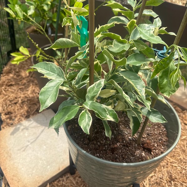 Mango MANILA, CARABAO, FILIPINO Tree, Grafted, 3gl - Etsy