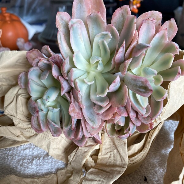 Echeveria Lincoln Maria-succulent - Etsy