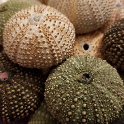 Large Beach Flat Terracotta, Authentic Sea Pottery Shards, Sea Finds - Etsy