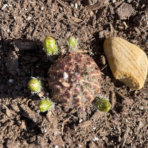 Opuntia Fragilis potato Cactus COLD HARDY CACTUS - Etsy