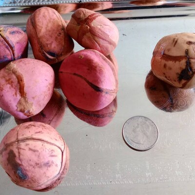 Yoruba Mask Ifa Babalawo - Etsy