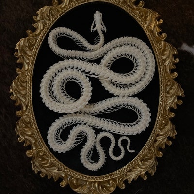 Real Lionfish Skeleton Dendrochirus Fish Taxidermy on - Etsy