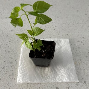 Organic Red PIGEON PEAS Gunga Pea 50 Seeds Cajanus Cajan Gandul Lazaro ...