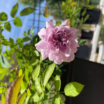 2ft Rainy Blue Climbing Rose own Root Liveplants RARE Purple Blend or ...