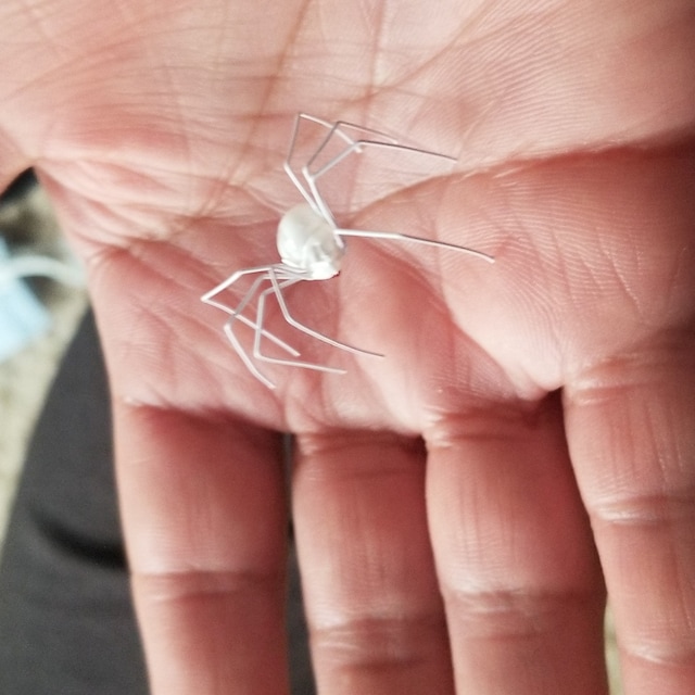 Albino Black Widow Spider