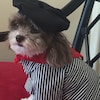 The Frenchman Cute Halloween Dog Costume Size Xxs-xlarge (small/medium ...