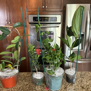 Chinese Perfume Tree, Chinese Rice Flower, in 4 Pot Aglaia Odorata - Etsy