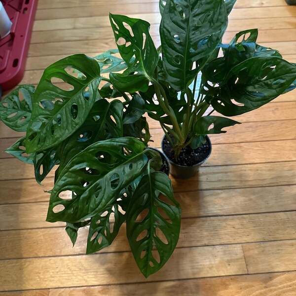 4 African Violet cabbage Patch - Etsy