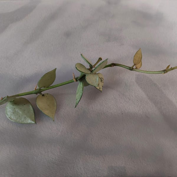 RARE Hoya Mathilde Silver Fresh Cutting Plant Houseplant - Etsy UK