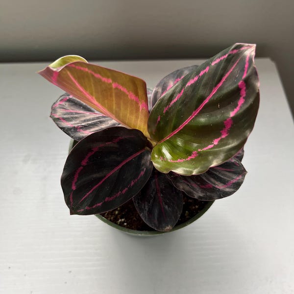 Lemon Lime Philodendron in a Hanging Basket - Neon Philodendron ...